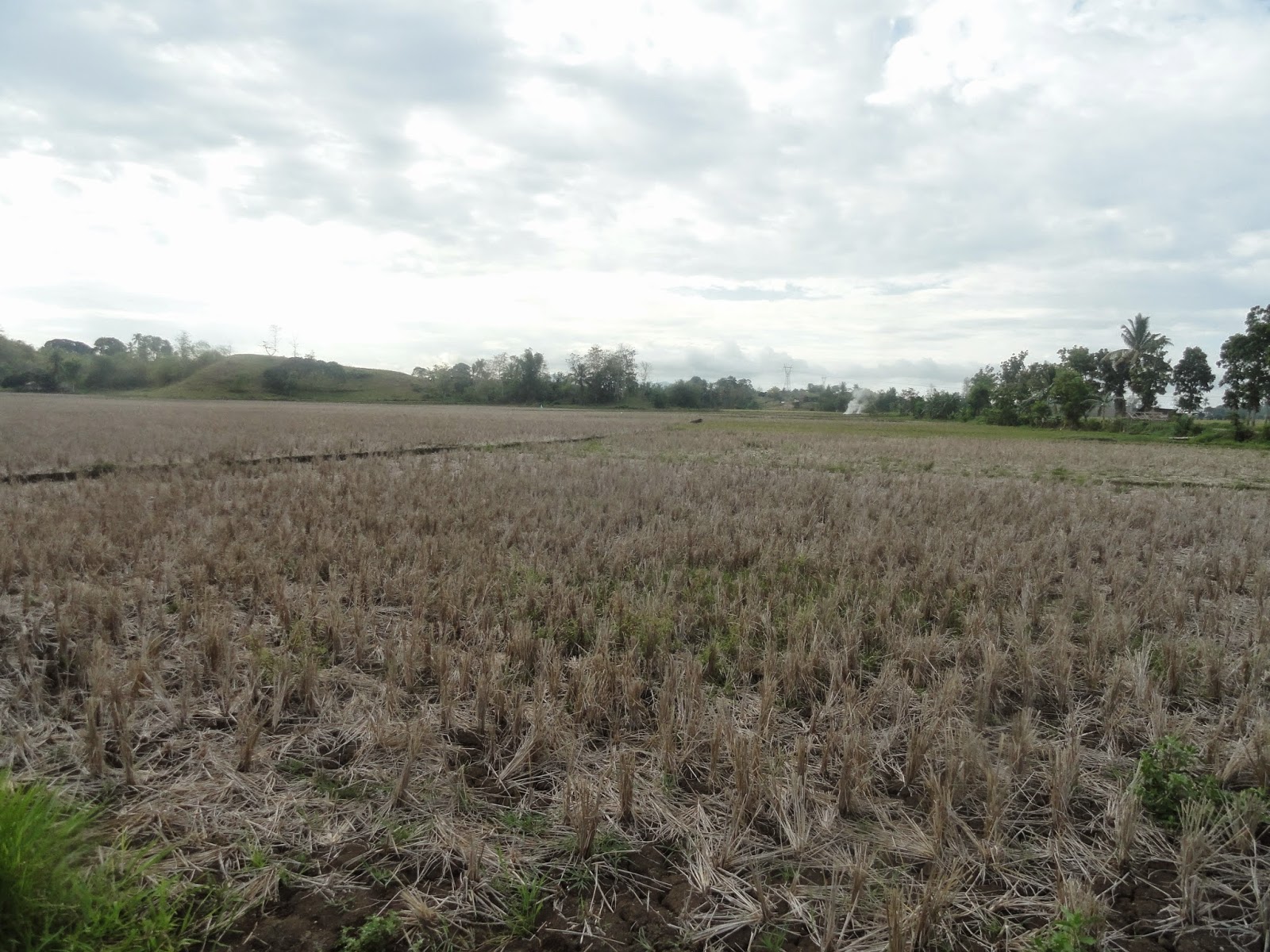 Zamboanga del Sur Properties: FOR SALE: 3 HECTARES IRRIGATED RICE-FIELD ...