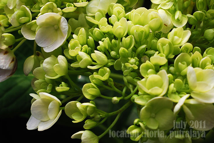 Absolutely Emy: Bunga hydrangea