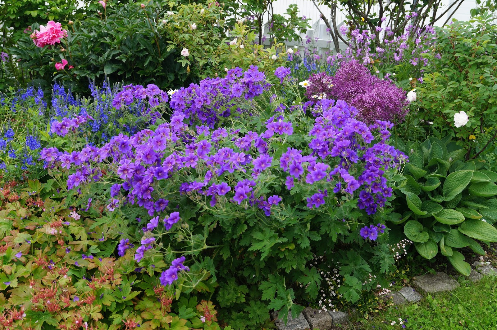 Lillians hage: Storkenebb Geranium "Johnson´s Blue" er en staselig staude
