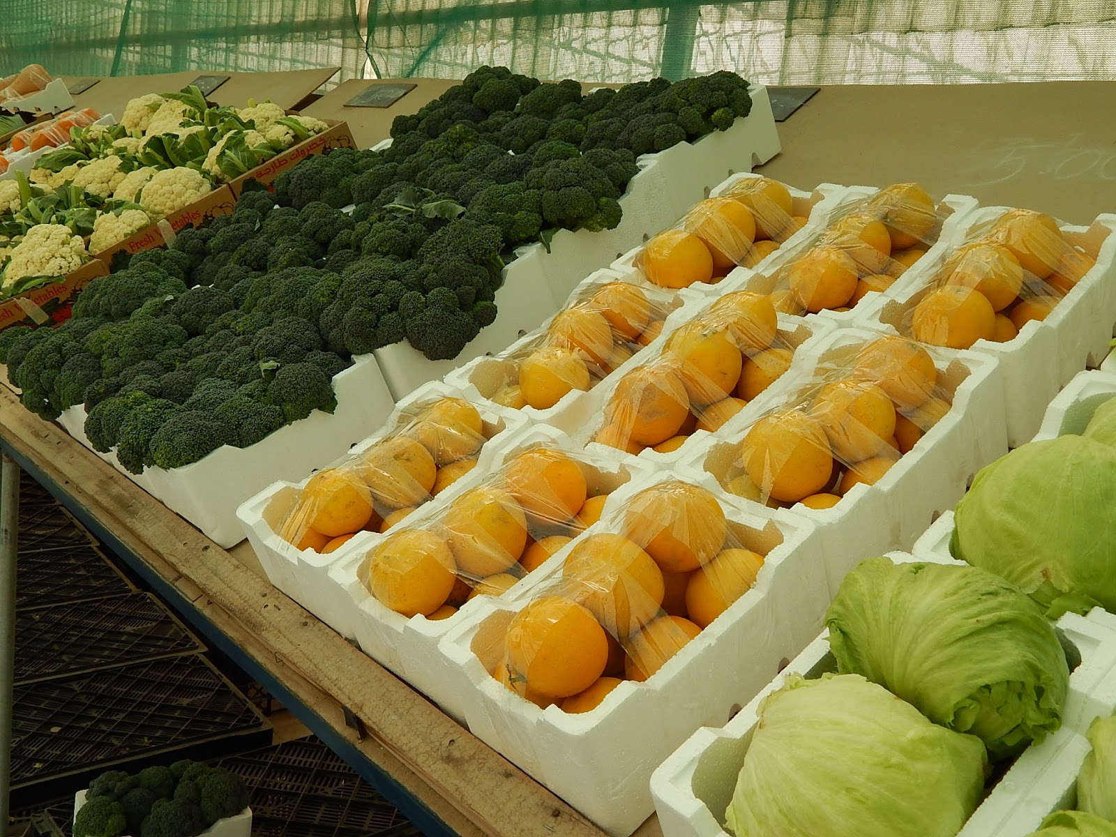 Kuweight 64: VISIT TO BLUE LAKE FARM - ALBOHAYRA ALZARQA