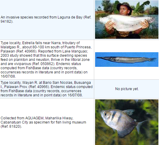 List of Pelagic Fish in the Philippines