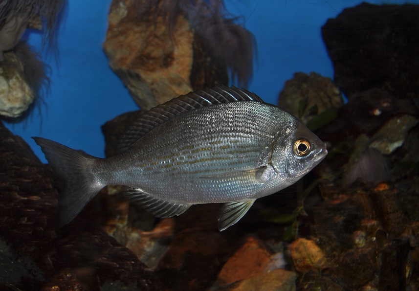 ZOOTOGRAFIANDO (6.057 ANIMALS): CHOPA / BLACK SEABREAM (Spondyliosoma ...