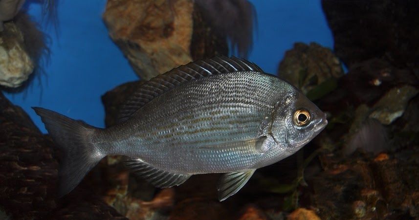 ZOOTOGRAFIANDO (6.057 ANIMALS): CHOPA / BLACK SEABREAM (Spondyliosoma ...