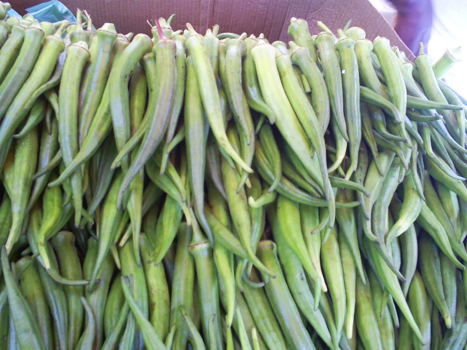 Sabor y Cultura de Brasil: Quiabo o Quimbombó