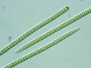 Cyanophyceae (Alga Hijau- Biru) ( Ordo Hormogonales): “ Cyanophyceae ...