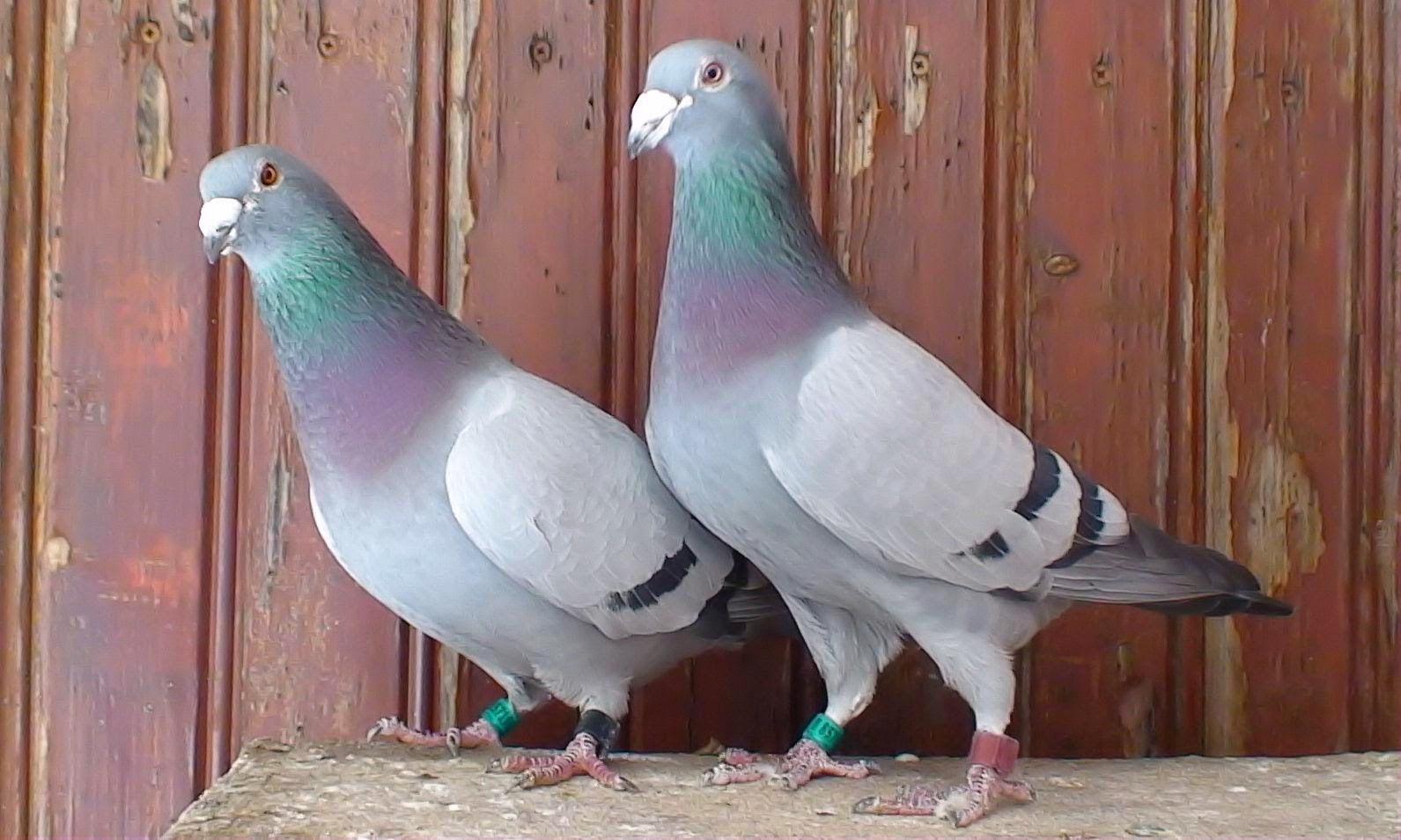 nieripigeonslines: Maurice Delbar....the Pioneer of a lot of fancier