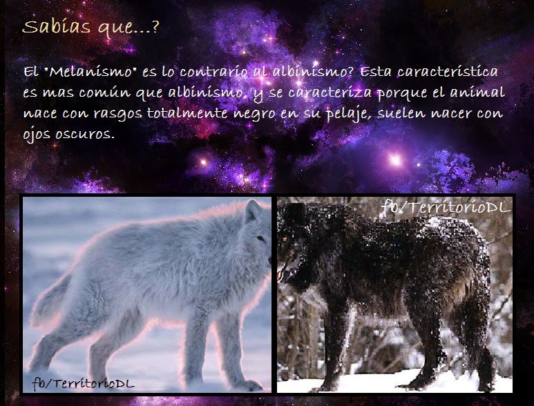 ONG Territorio de Lobos: El pelaje del Lobo