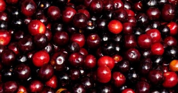 PLANTAS DEL ECUADOR: PLANTAS DE LA SIERRA