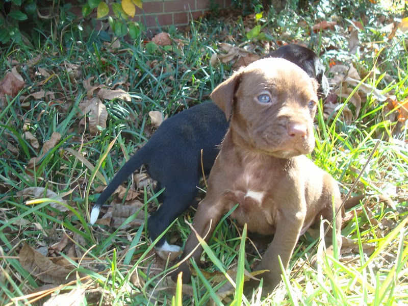 Raising Toot and Roxy: Listed our puppies on craigslist