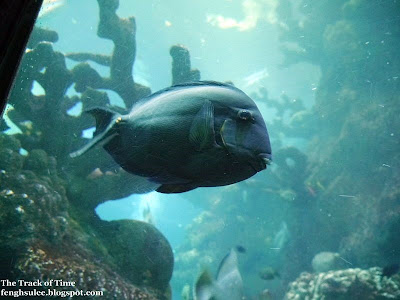New England Aquarium - Giant Ocean Tank | The Track of Time