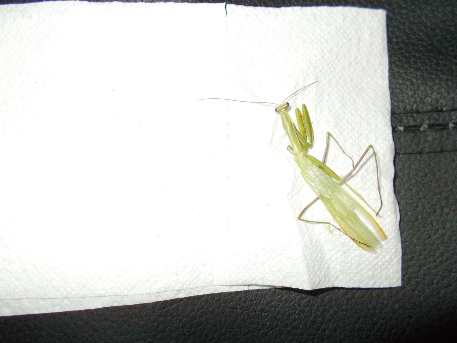 Blog de fotografii: Calugarita (mantis religiosa), insecta uimitoare