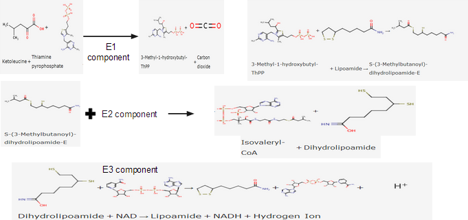 Maple syrup urine disease metabolic pathway - rillyportland