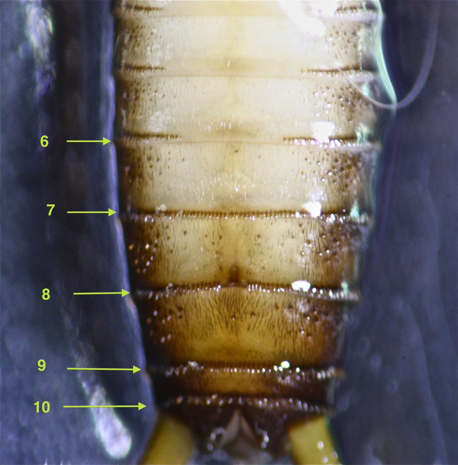 Aquatic Insects of Central Virginia: Genus ID of Stoneflies Found in ...