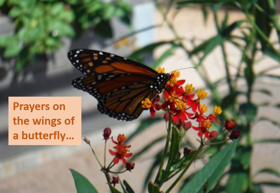 William B. Baun EPD, CWP, FAWHP : Prayers on the Wings of a Butterfly