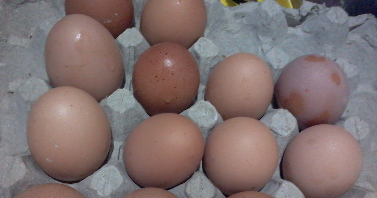 Memilih Telur Ayam Negeri dengan Cara Baik dan Benar - MOM & BABY