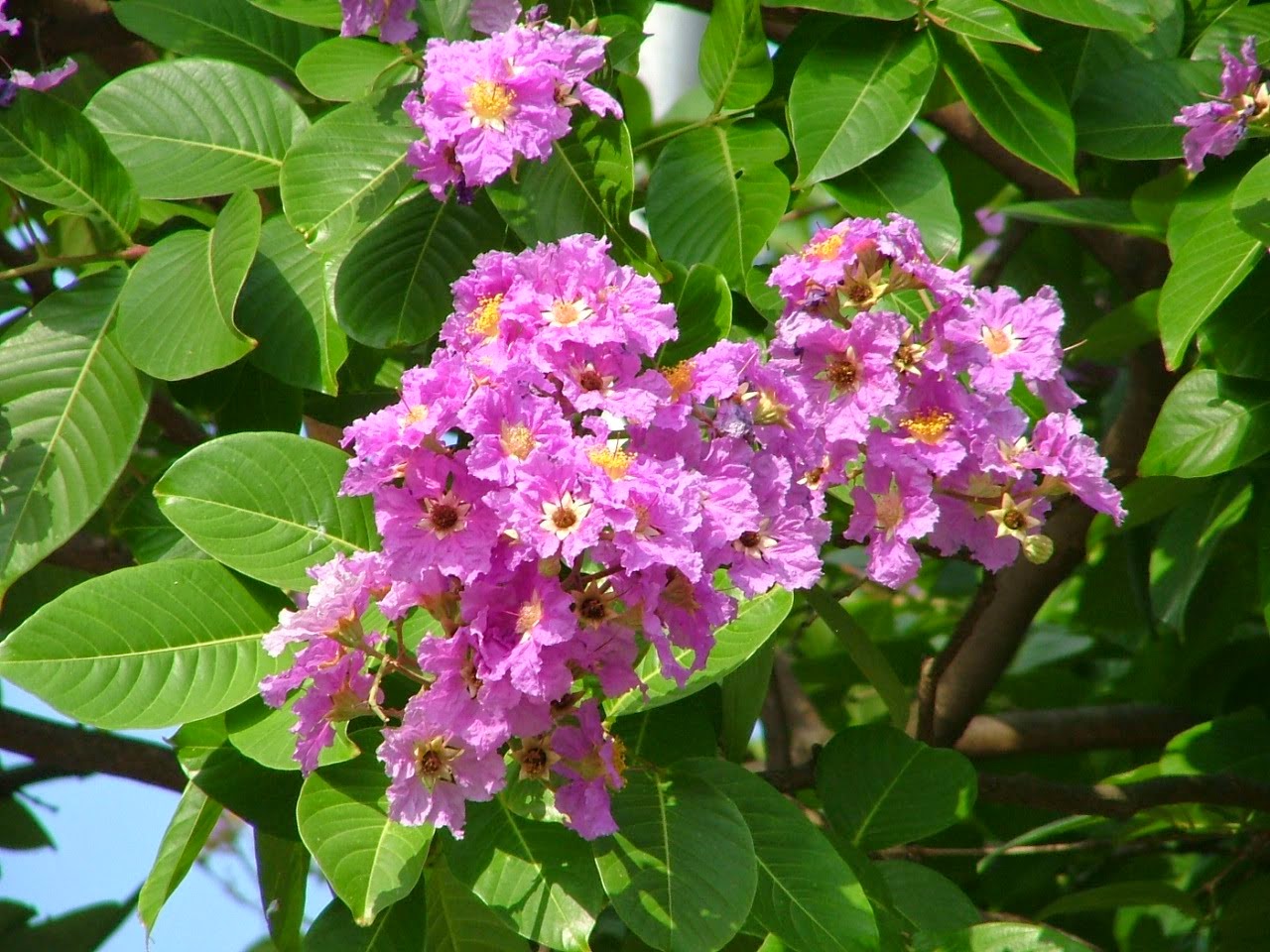 Banaba Tea Benefits ~ Healthy Tea 101