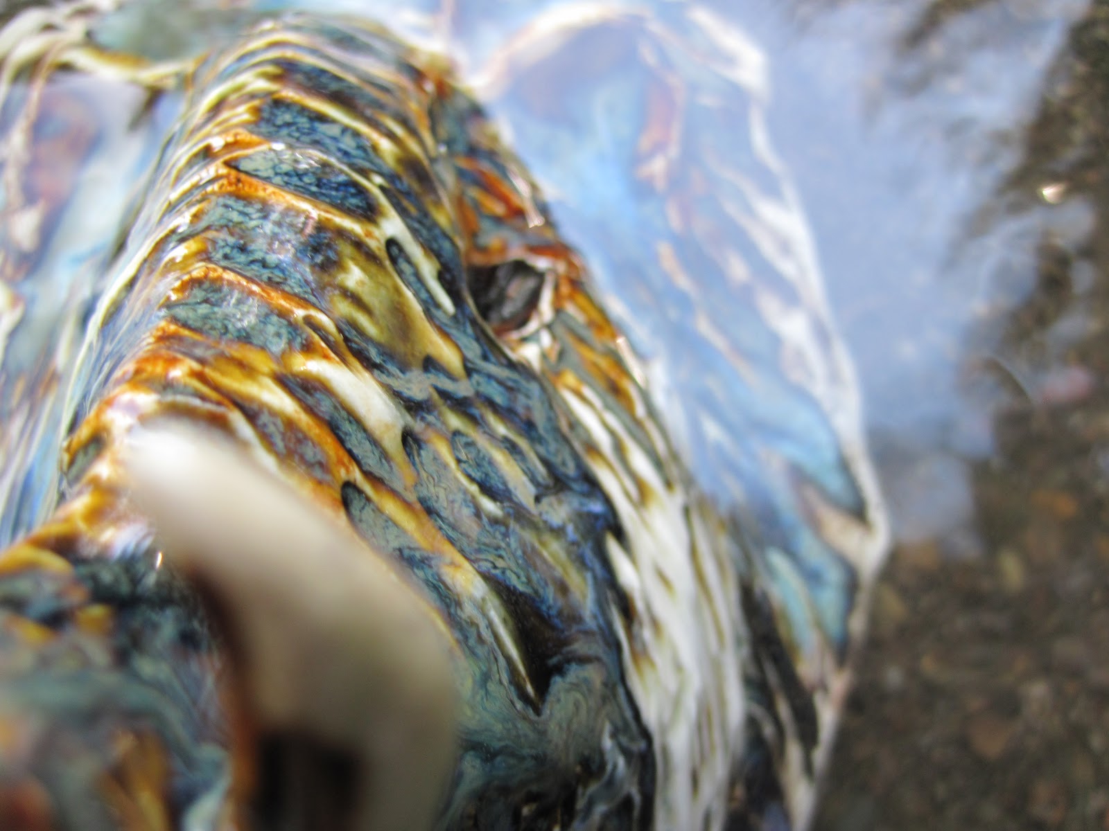 Matt Duckworth Underwater: The Water-Boar