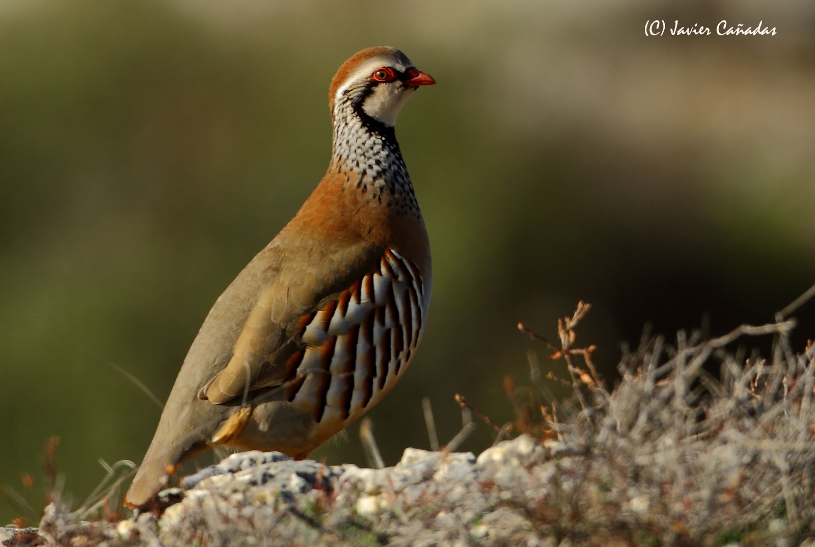 Aves del Cantábrico Oriental: Alectoris rufa