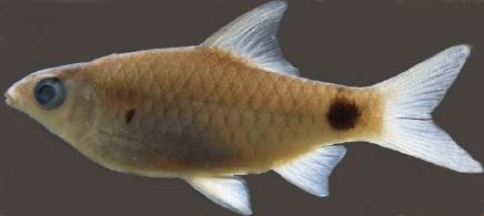 Indian Biodiversity Talks: A new barb to Puntius sp. identified from ...