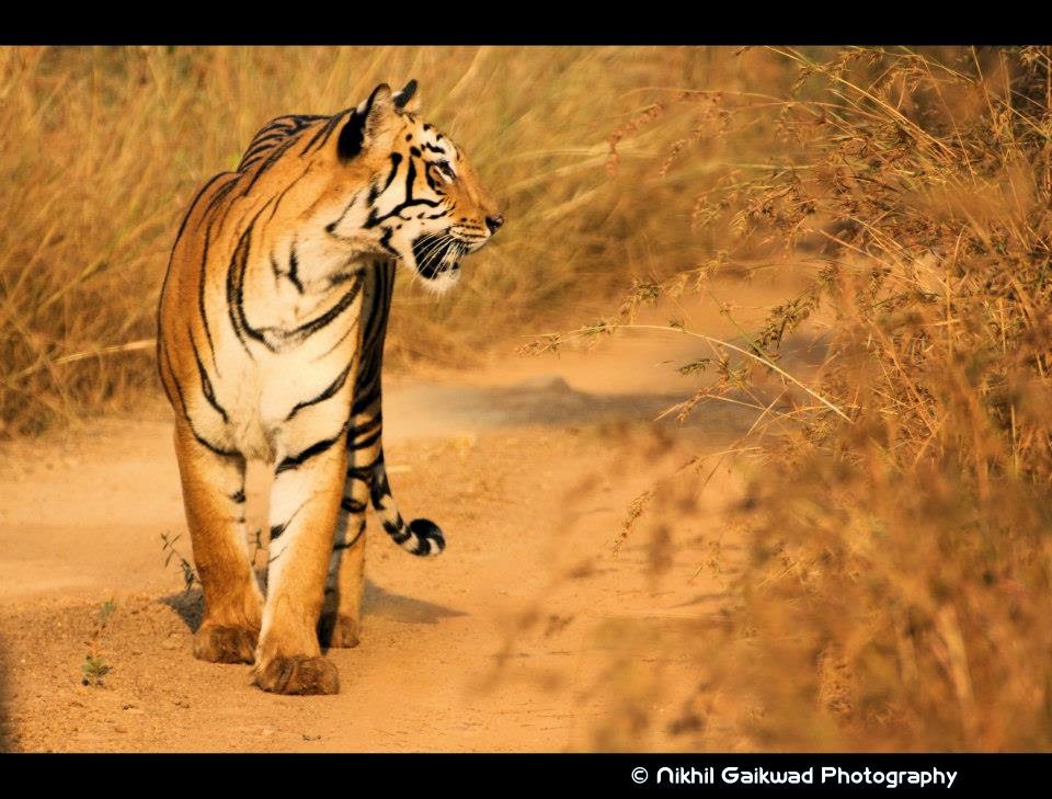 Moments Shoot's Photo Tour 22 - "Tadoba" The Jewel of Vidharba on 5-7 ...