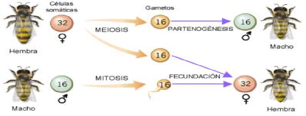 BIOLOGÍA nivel enseñanza media : PARTENOGÉNESIS