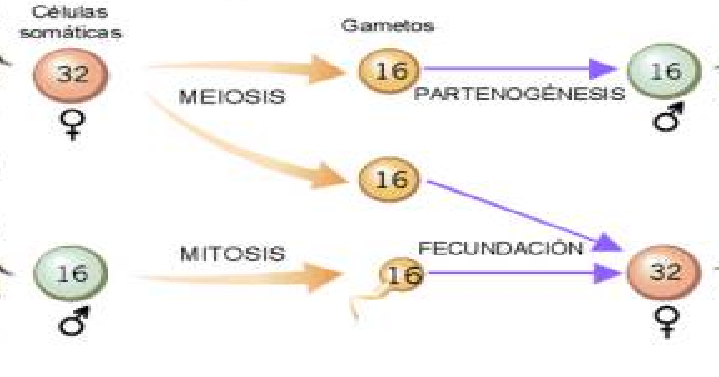 BIOLOGÍA nivel enseñanza media : PARTENOGÉNESIS
