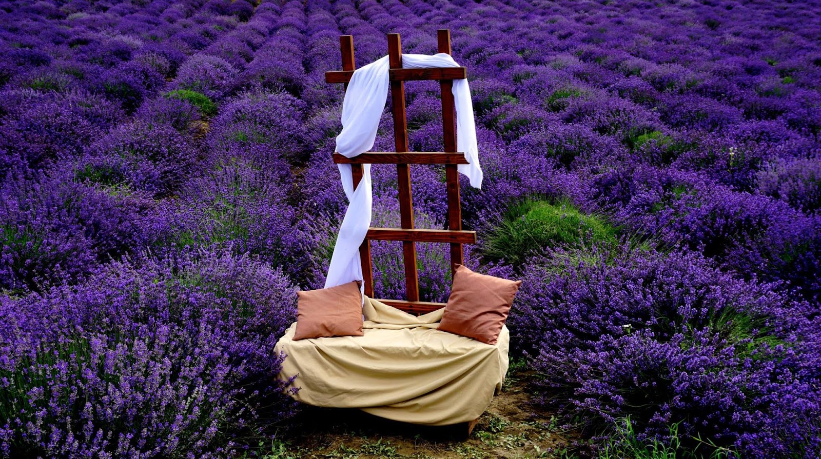 Lavandă sau rapiță?!? - poze, multe poze