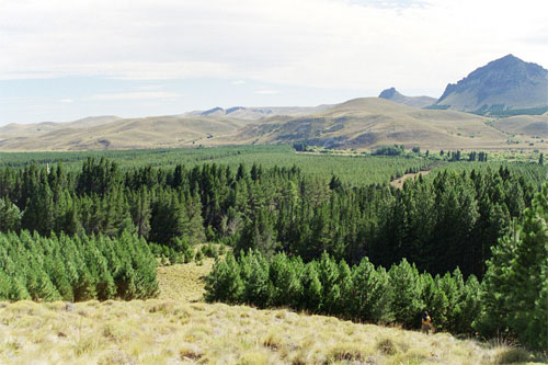 Foto De Biomas: Taiga