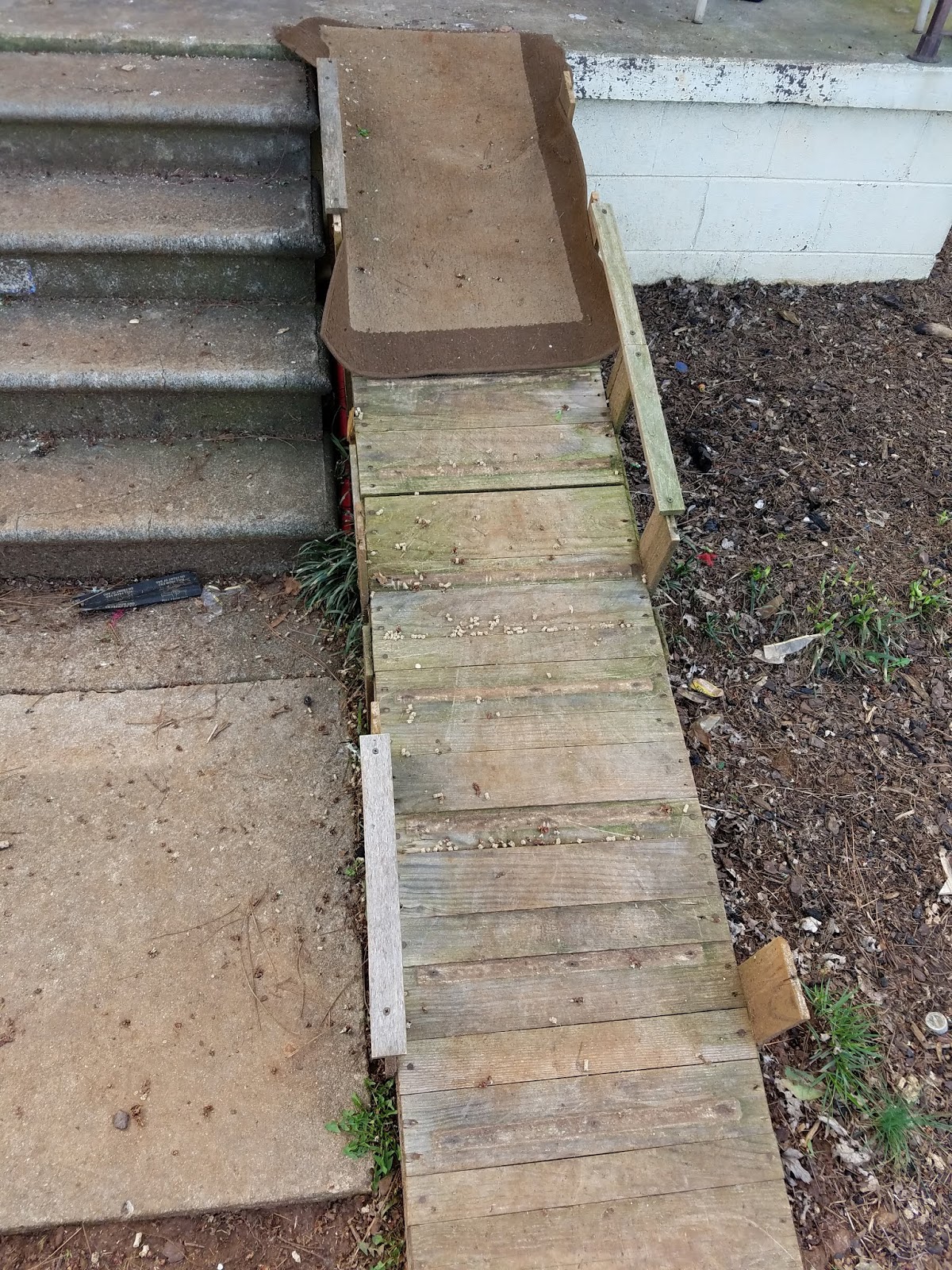 Pot Bellied Pigs Blog: Stairs vs Ramps For Mini Pigs