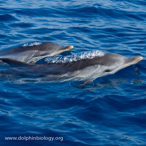 Dolphin Biology and Conservation: Breathing