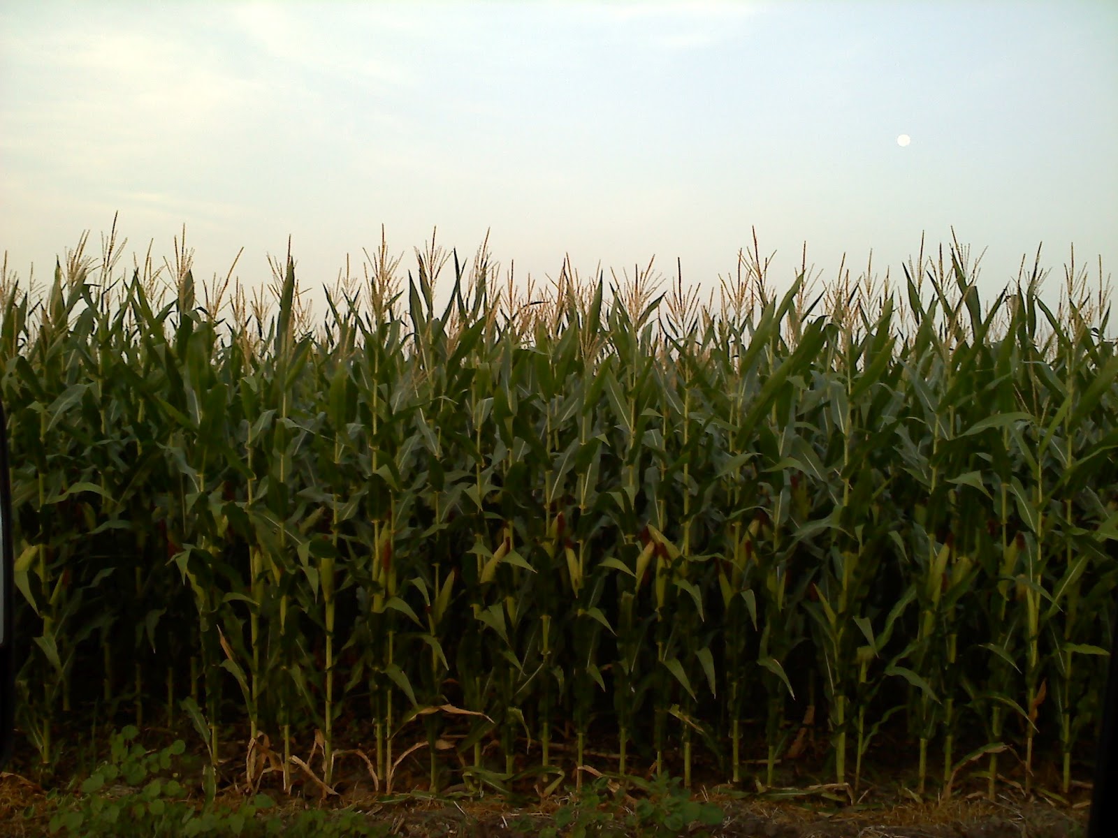 Where Corn Grows and Cattle Graze: Farm Foto Friday