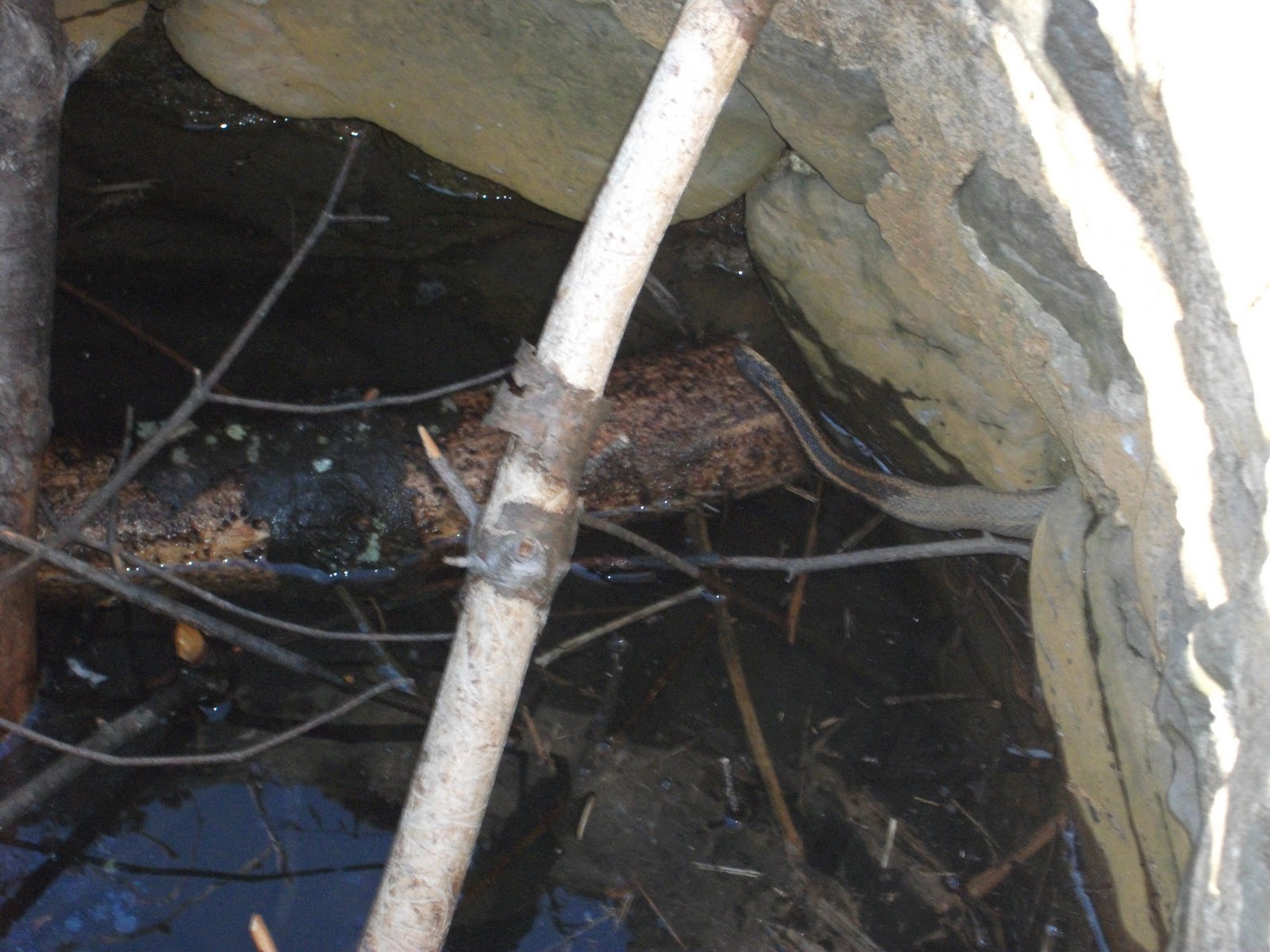 Modern Life in an Antique Farmhouse: The snake in the well...