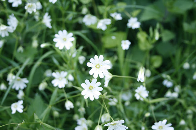 a handful of hope: Bright white summer flowers