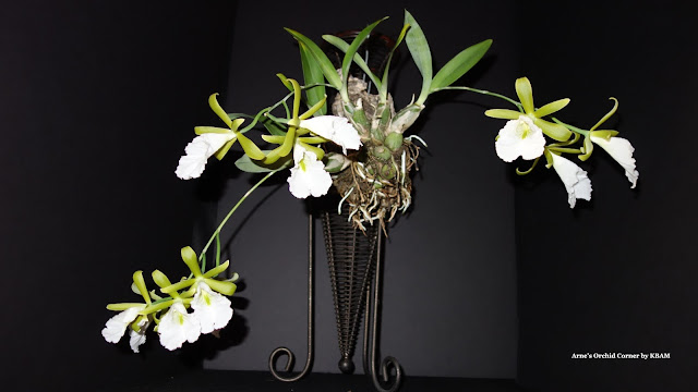 Arne's Orchid Corner: Orchid of the day: Prosthechea mariae, formerly ...