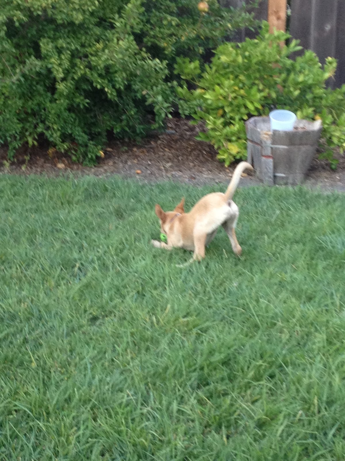 My Formosan Mountain Mix: Our Little Socialite OR Are there cultural ...