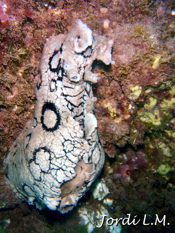 ¿Descubriendo el océano!: Vaca de mar