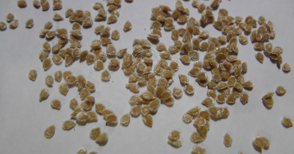 Comment recupérer ses graines de tomates