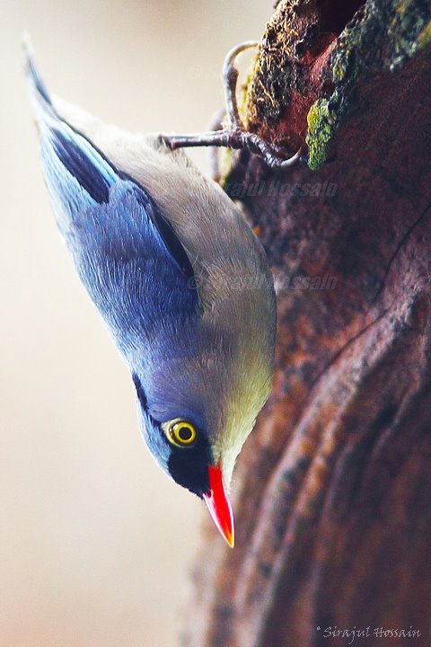 News Update: Nice Bird