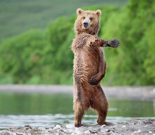 Funny Animals Dancing New Pictures And Images | All Funny