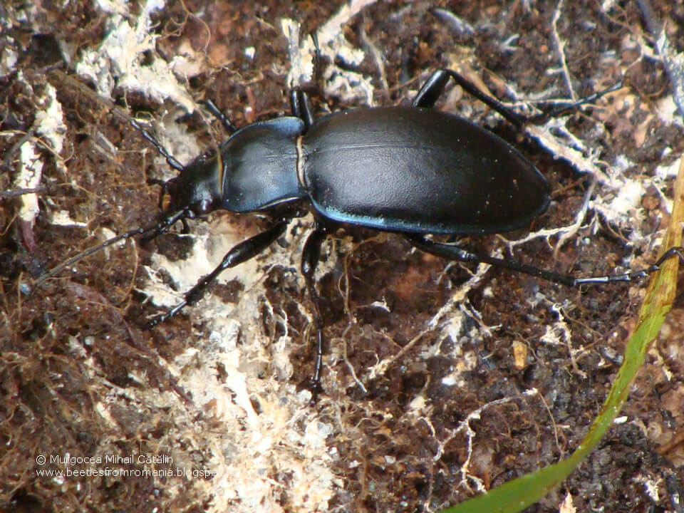 Beetles from Romania: Carabus (Pachystus) glabratus