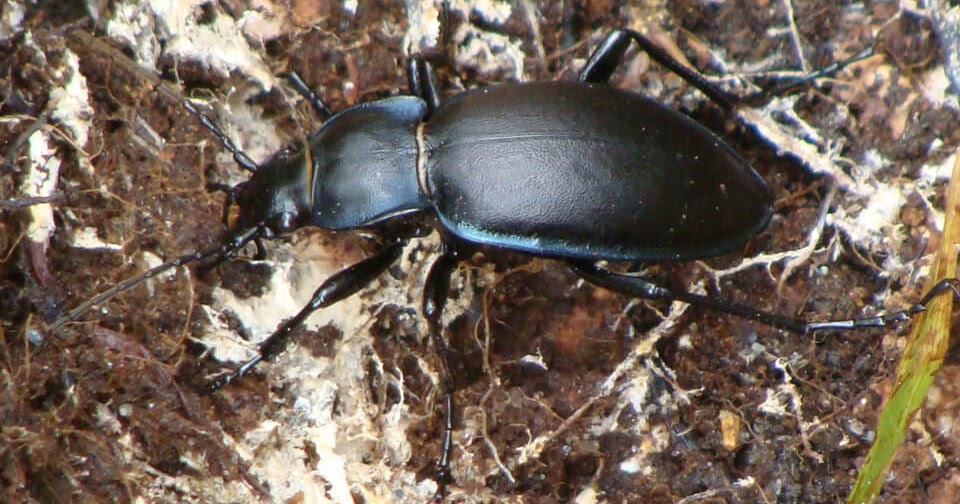 Beetles from Romania: Carabus (Pachystus) glabratus