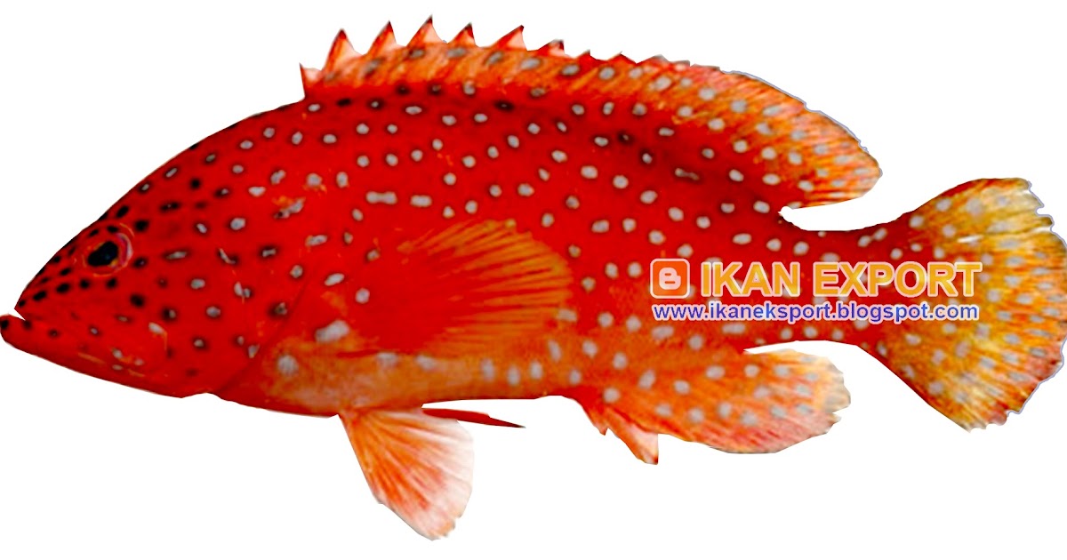 Ikan Eksport: Kerapu Merah Bintik | Tobakoe