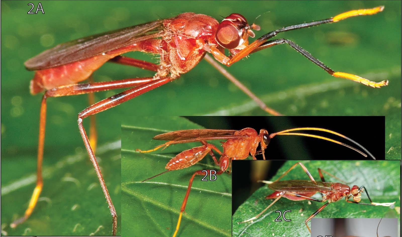 Catalogue of Organisms: Flies on Stilts