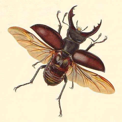 BESOURO - CARACTERÍSTICAS DOS BESOUROS | Klima Naturali™