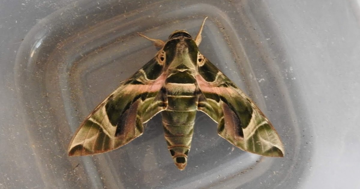 Plovers Blog: Oleander Hawk-moth