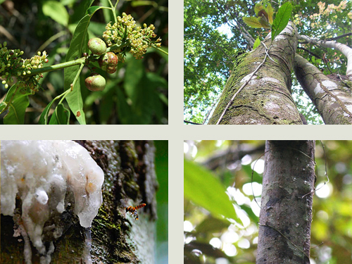 ÓLEOS AROMÁTICOS: Breu Branco