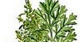pelinul planta medicinala-wormwood herb | Farmacia Naturală