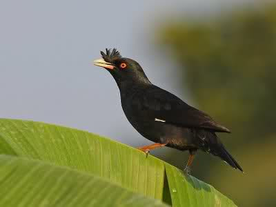 0906.4740.615: FRee Shipment║Martines BIrd 4 sale