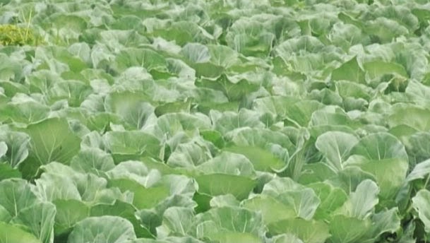 CARA MENANAM DAN BUDIDAYA KUBIS/KOL | Pertanian