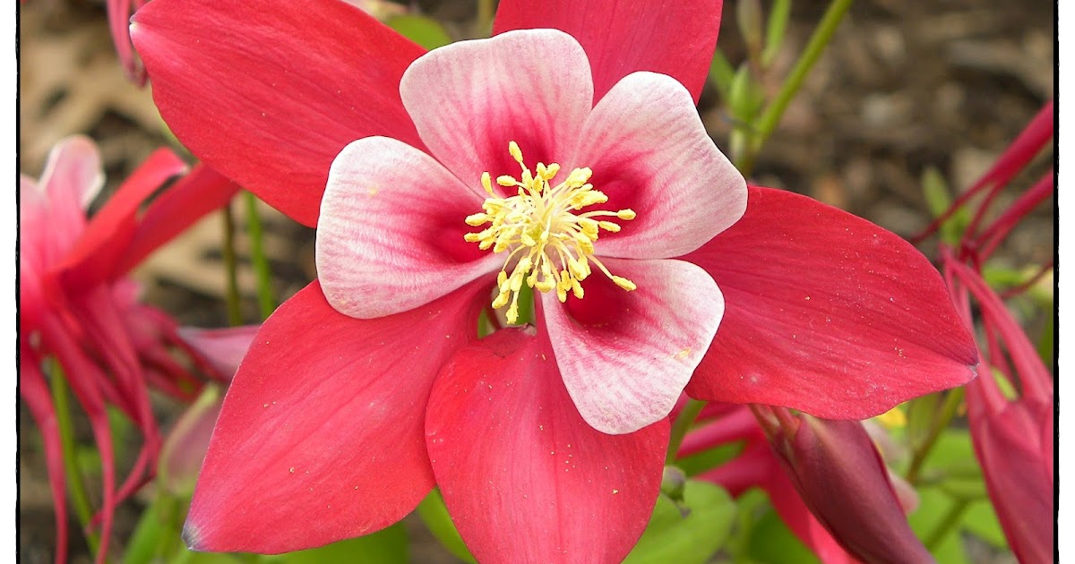 The Pink Rose Cottage: Spring!